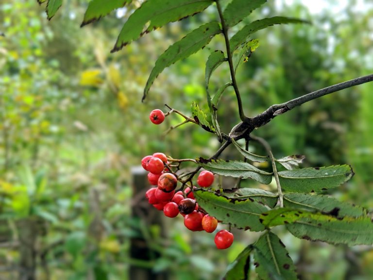 Rowan Tree Cattery – Quality Cat Care