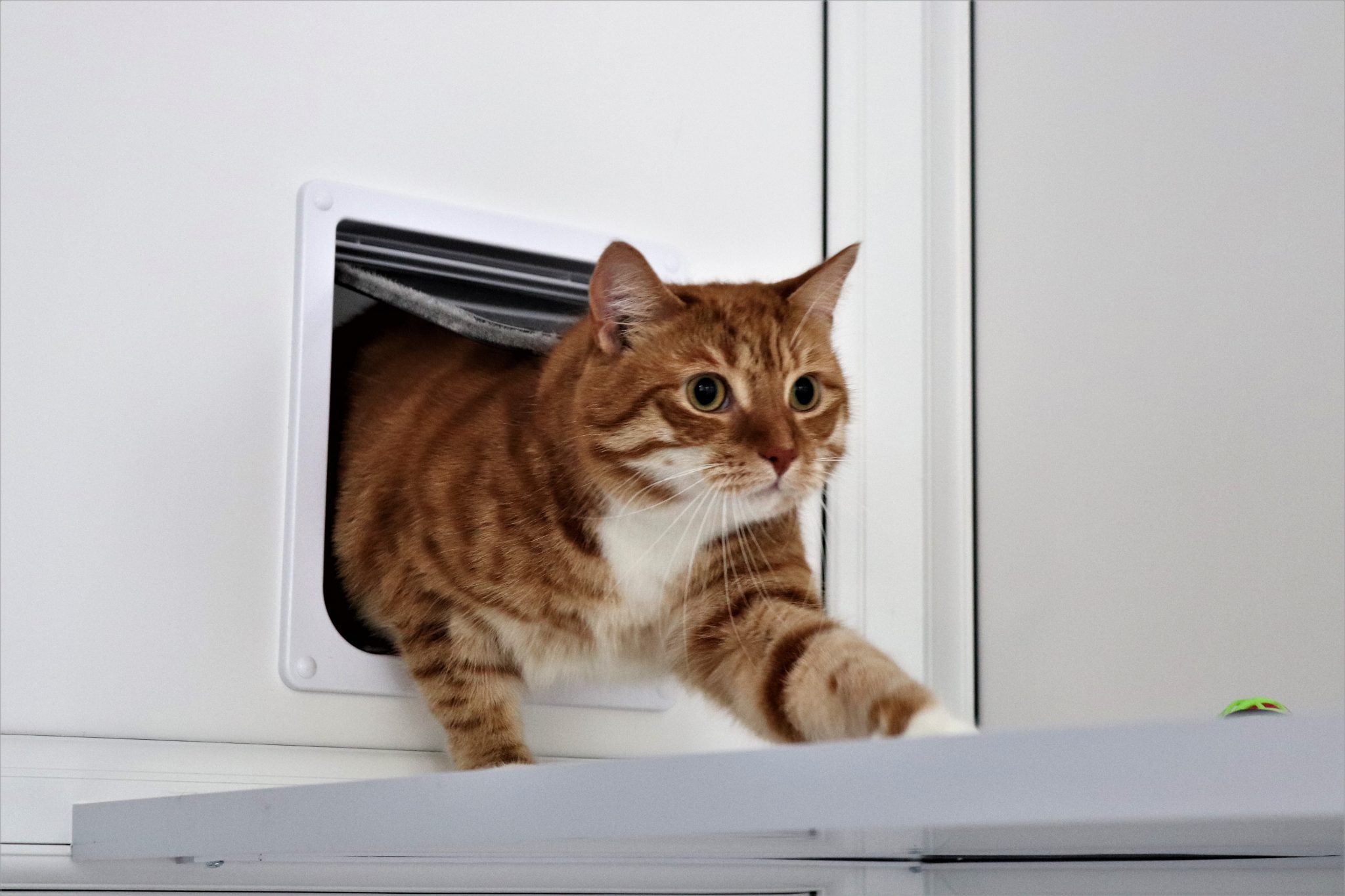 Rowan Tree Cattery – Quality Cat Care