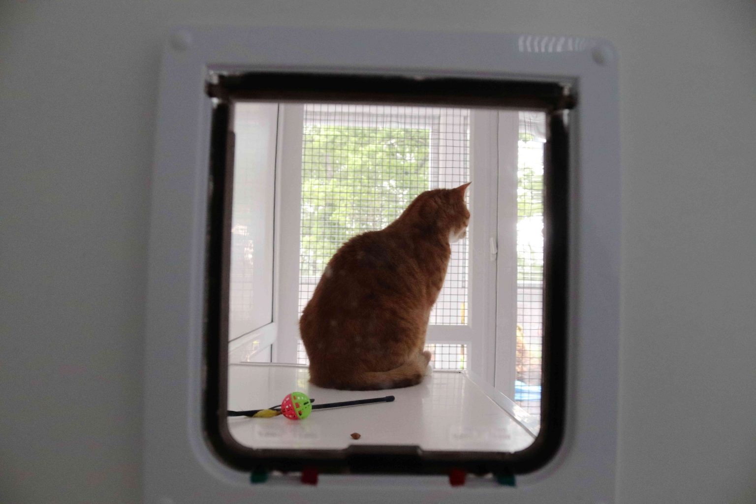 Rowan Tree Cattery – Quality Cat Care