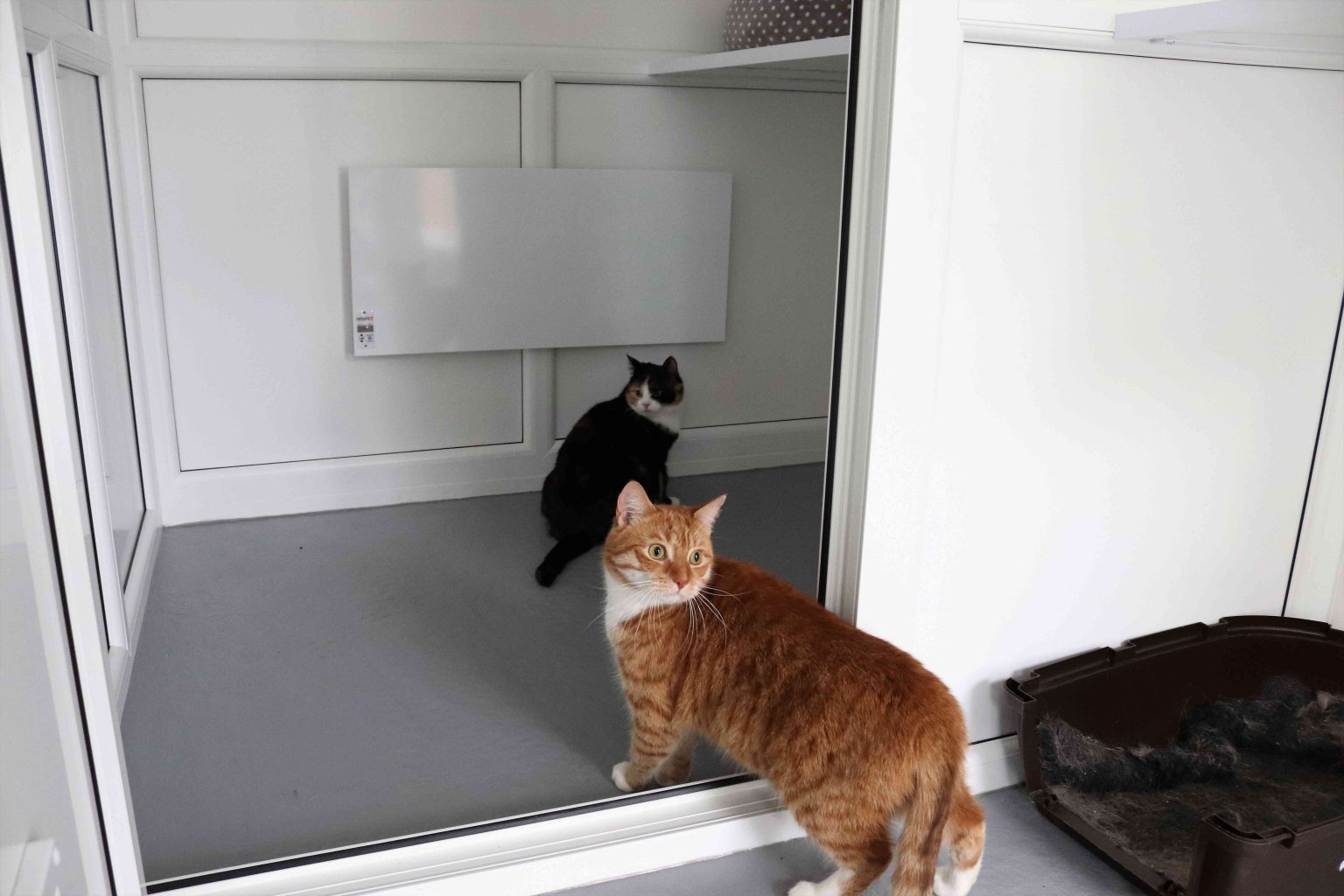 Rowan Tree Cattery – Quality Cat Care