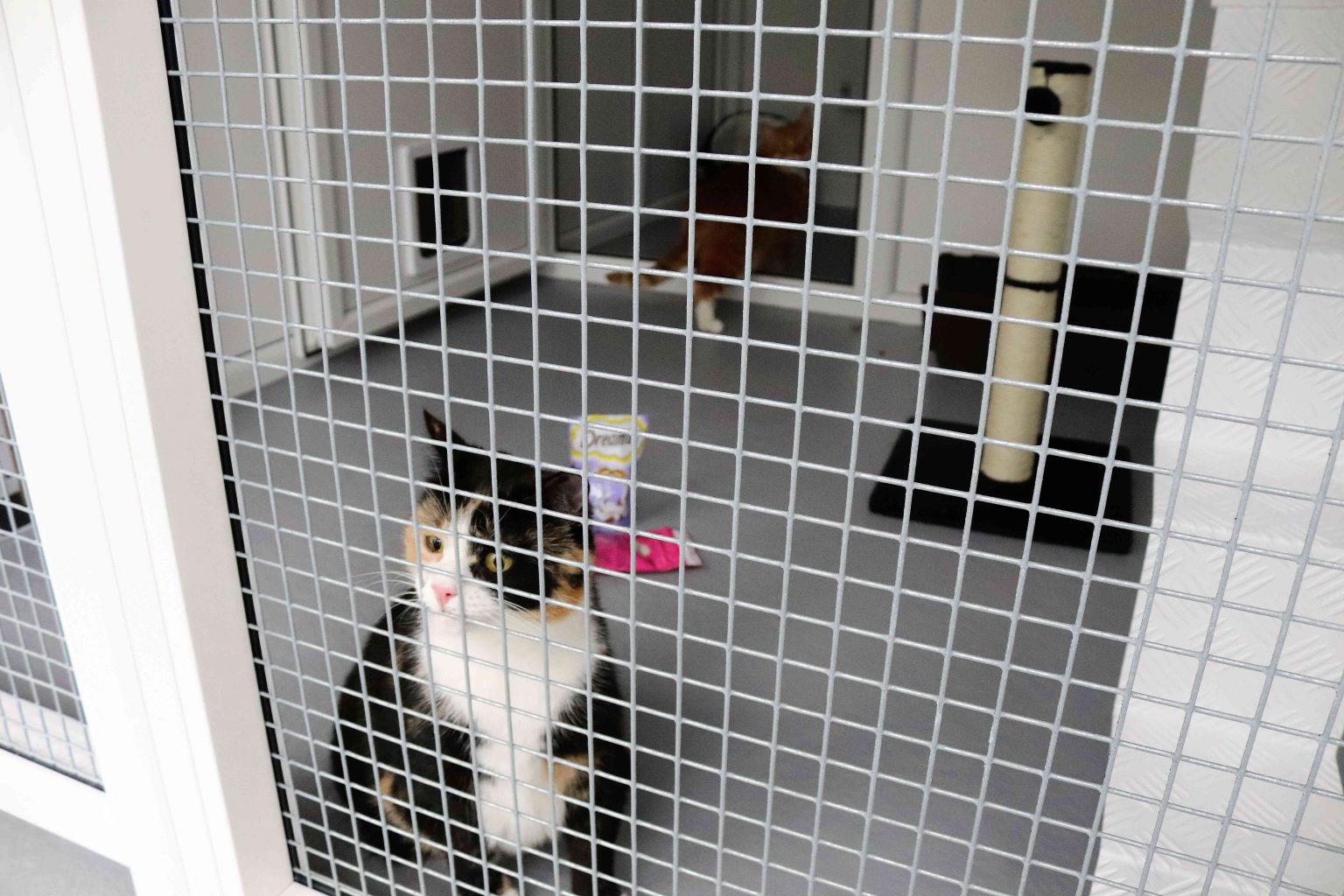 Rowan Tree Cattery – Quality Cat Care