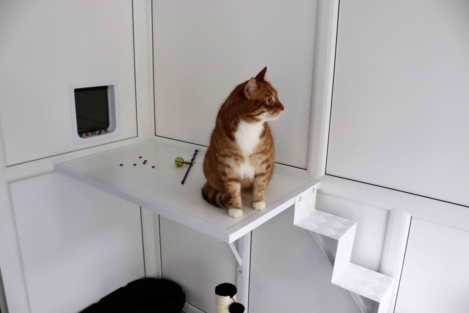 Rowan Tree Cattery – Quality Cat Care